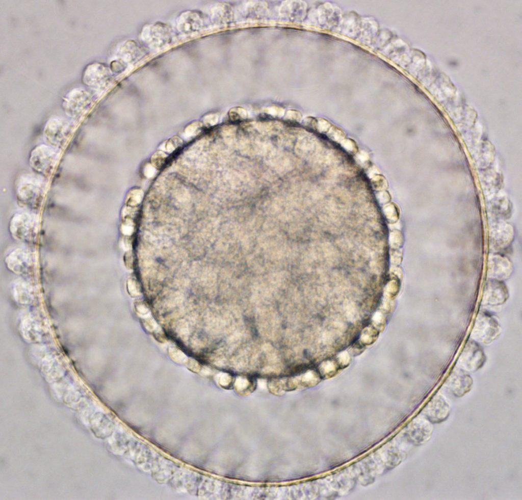 Comparative Invertebrate Embryology