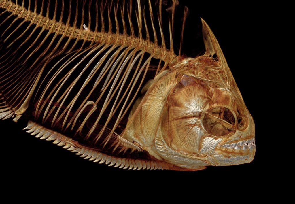 Functional Morphology and Ecology of Marine Fishes 2022