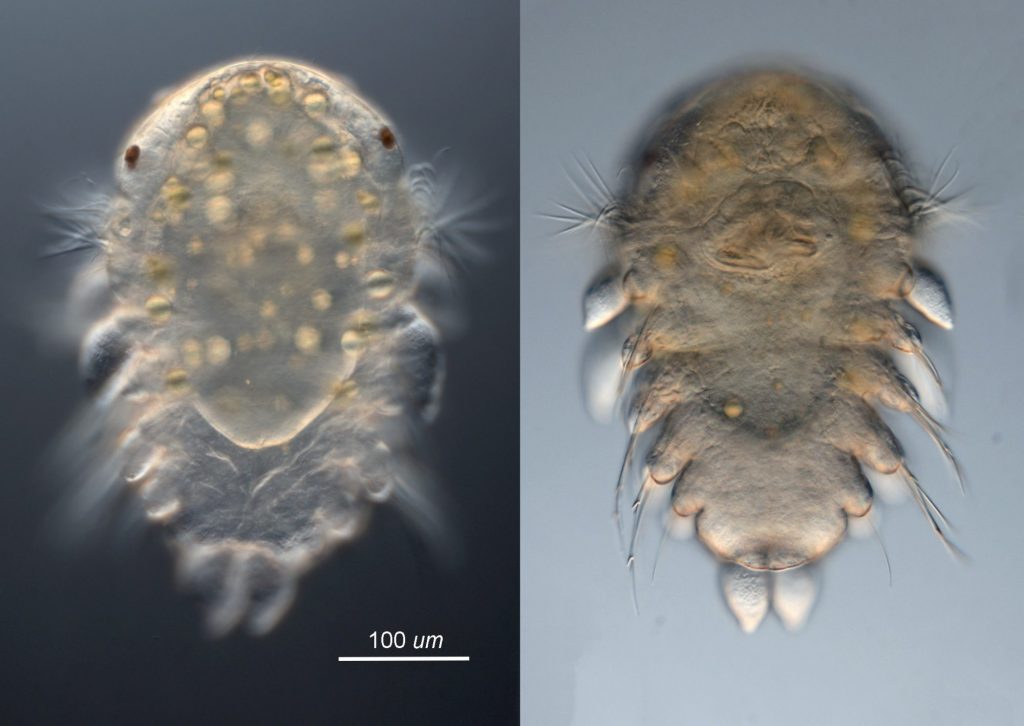 Identified Invertebrate Larvae | Friday Harbor Laboratories
