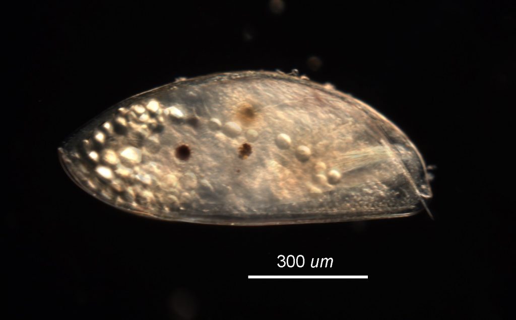Identified Invertebrate Larvae | Friday Harbor Laboratories
