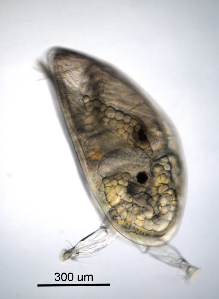 Identified Invertebrate Larvae | Friday Harbor Laboratories