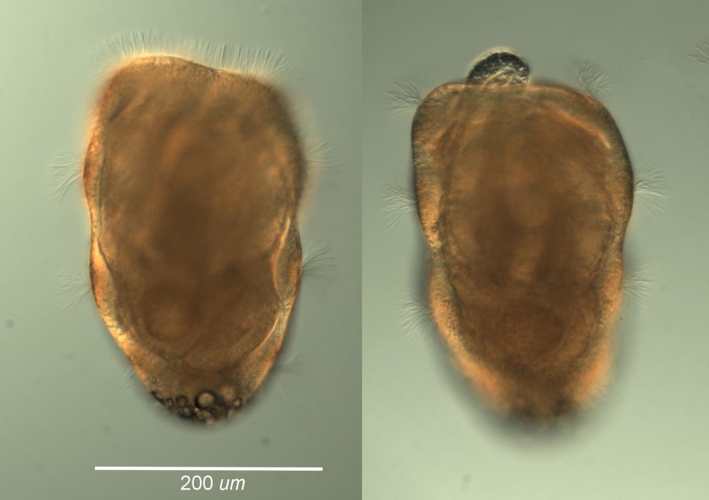 Identified Invertebrate Larvae | Friday Harbor Laboratories