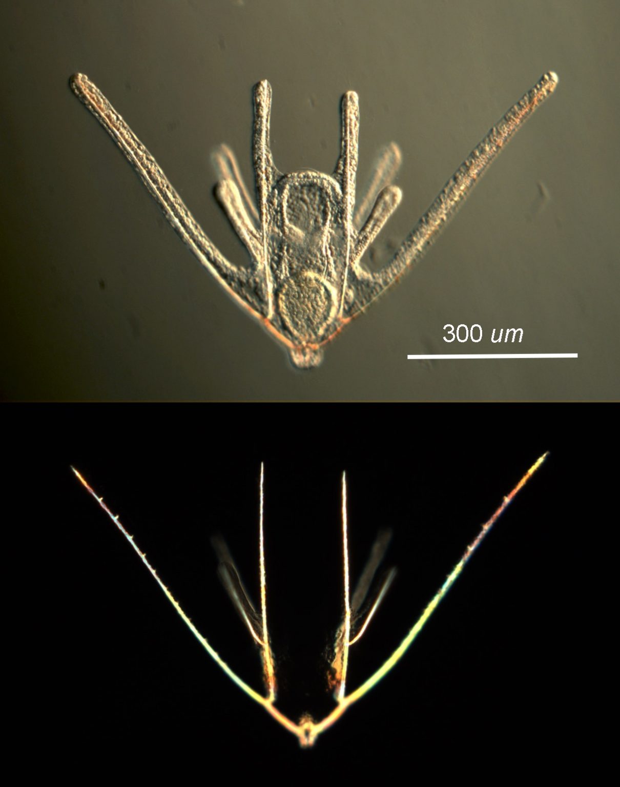 Identified Invertebrate Larvae | Friday Harbor Laboratories