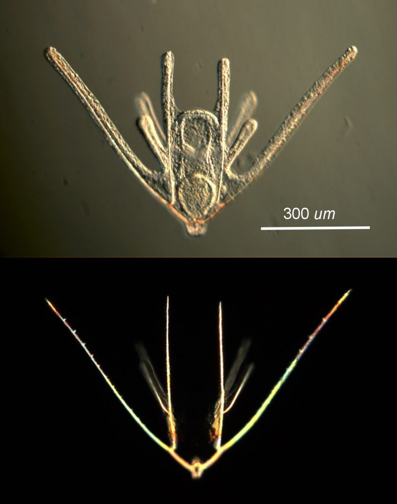 Identified Invertebrate Larvae | Friday Harbor Laboratories