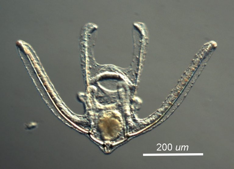 Identified Invertebrate Larvae | Friday Harbor Laboratories