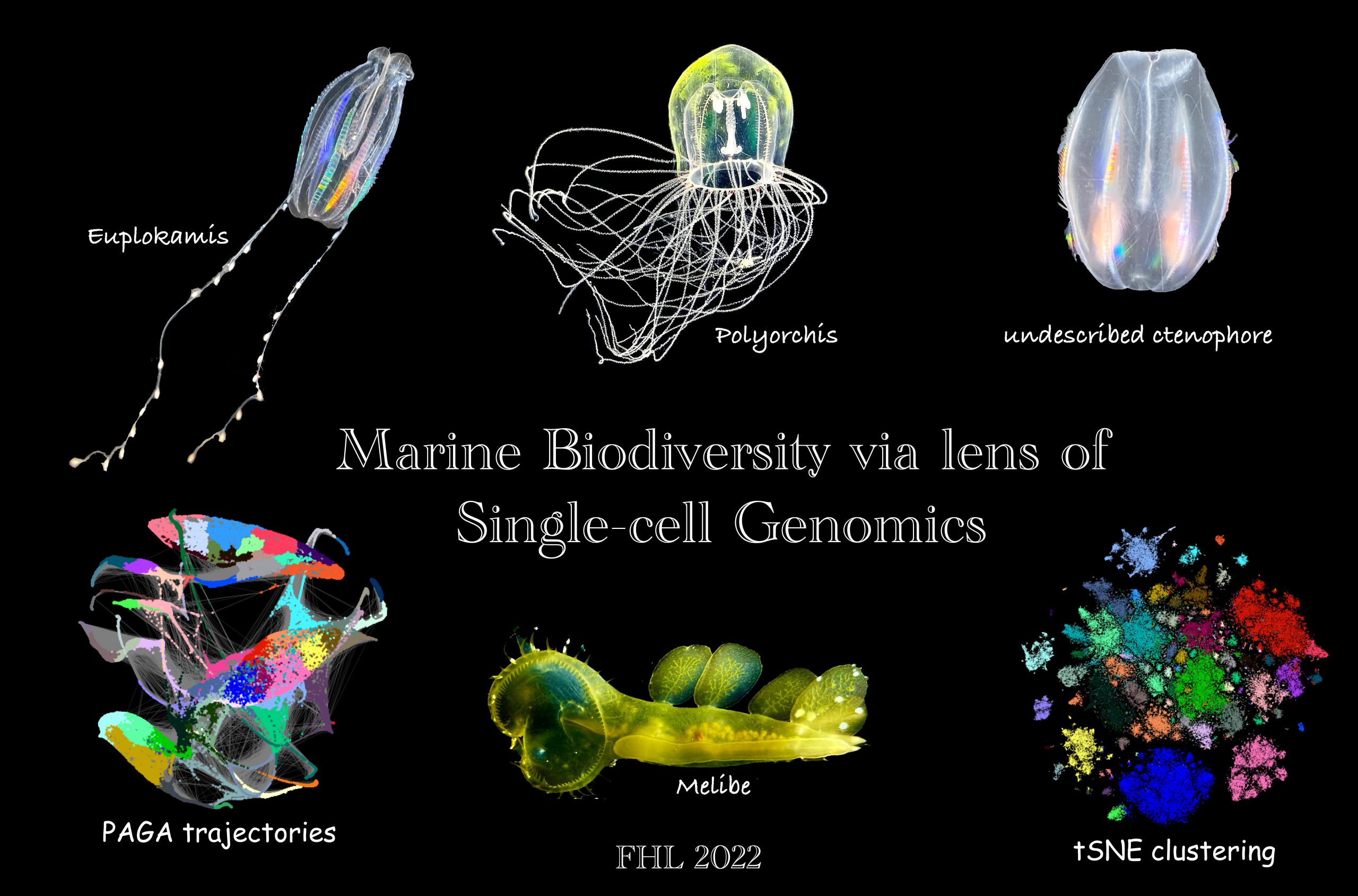 Marine Biodiversity Through the Lens of Single-Cell Genomics