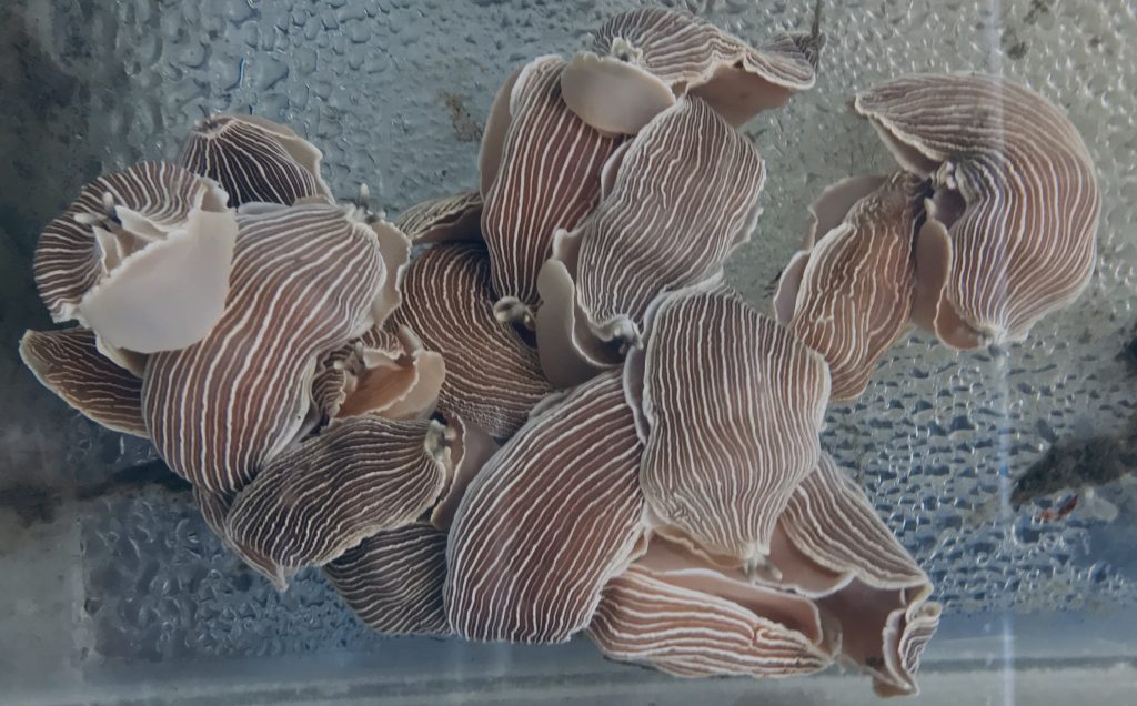 Marine Invertebrate Zoology 2025